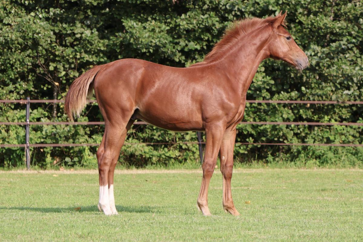 Erik Optimus °2022 (Emerald x Stakkato) | Stal Optimus