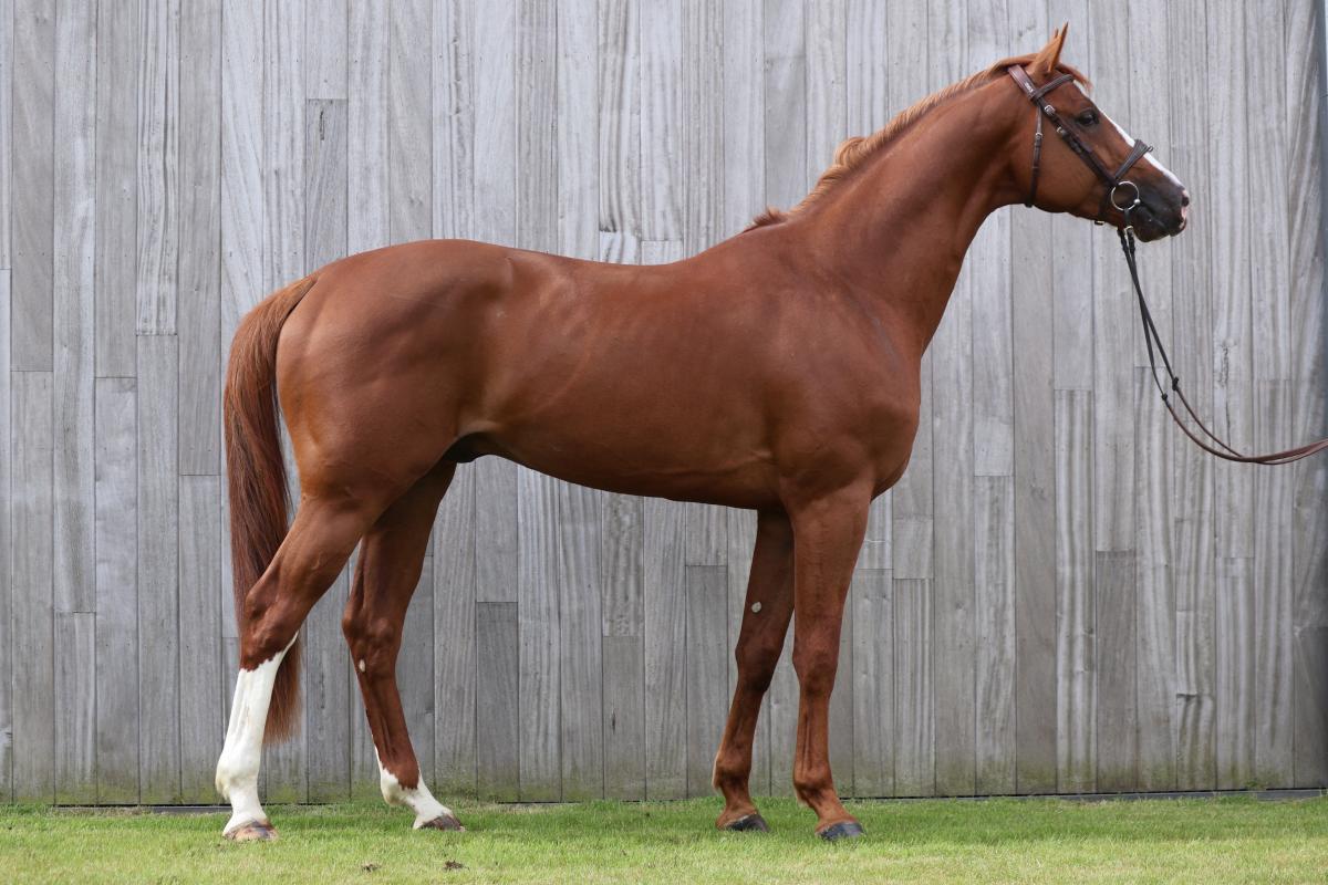 Excelsior Optimus °2020 (Ermitage Kalone x Cacacha vh Schaeck160 ...