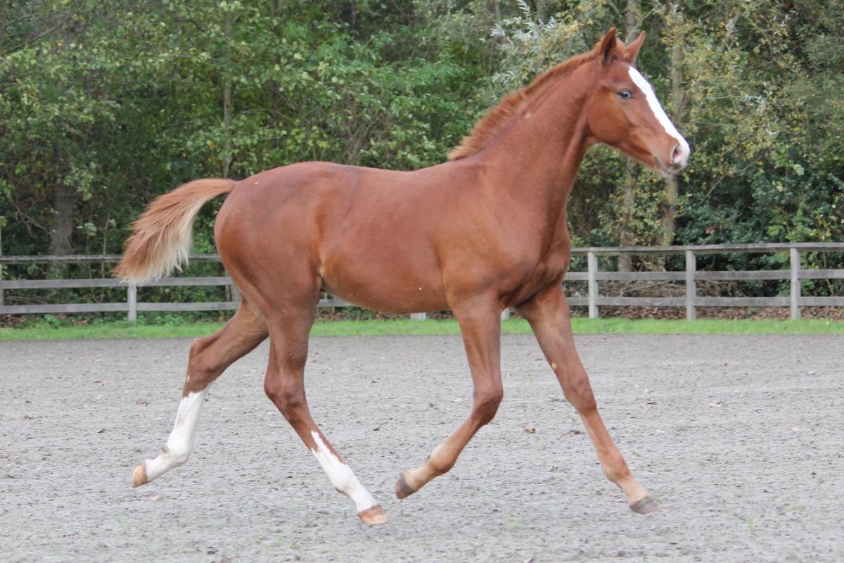 Excelsior-Optimus-from Cacacha vh Schaeck 1m60-Ermitage-Kalone-x-Bamako ...