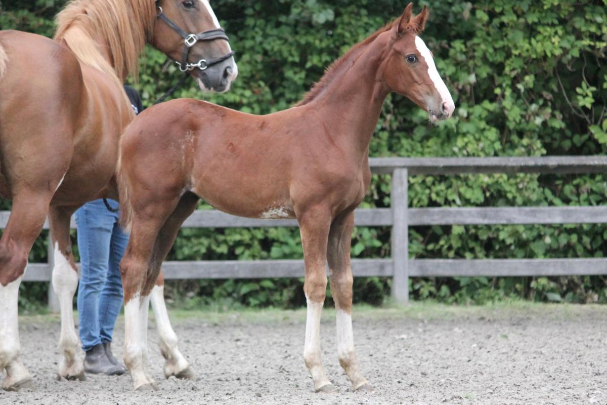 Umberta Optima °2020 (Ermitage Kalone x Udarco) | Stal Optimus