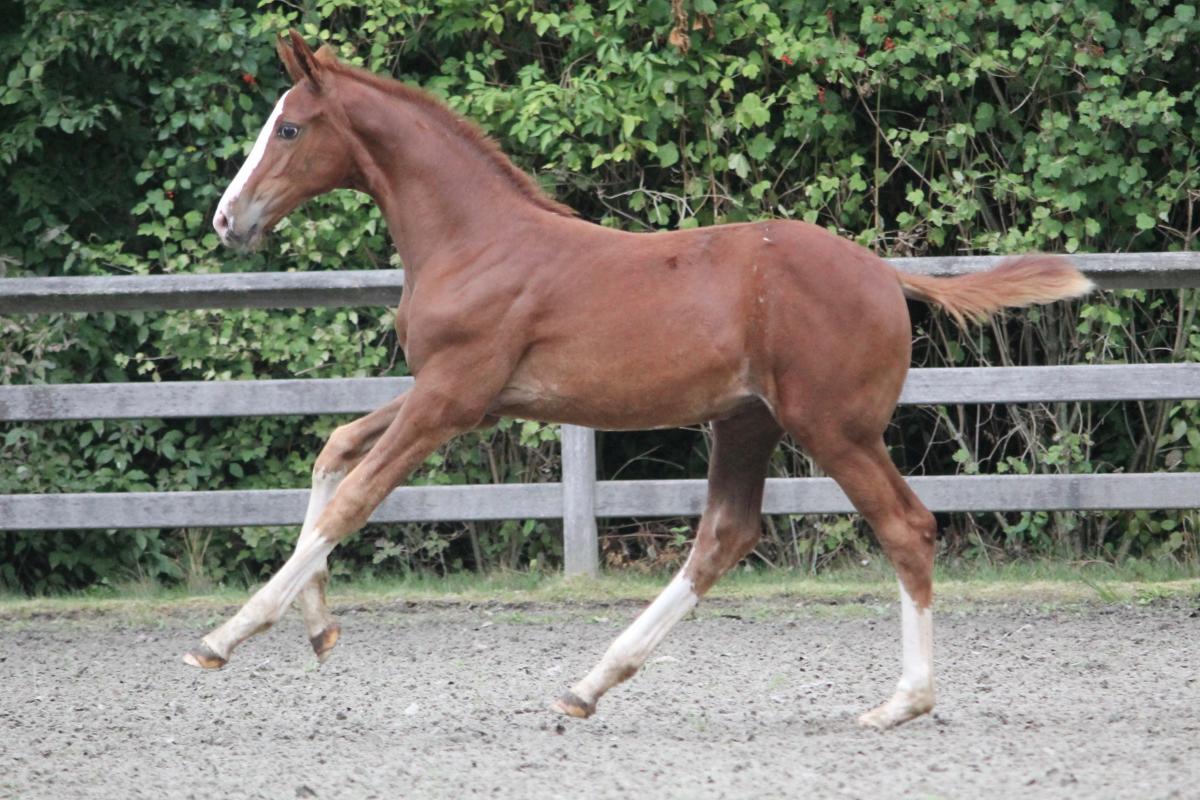 Umberta Optima °2020 (Ermitage Kalone x Udarco) | Stal Optimus