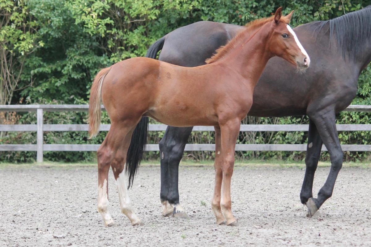 Excelsior-Optimus-from Cacacha vh Schaeck 1m60-Ermitage-Kalone-x-Bamako ...