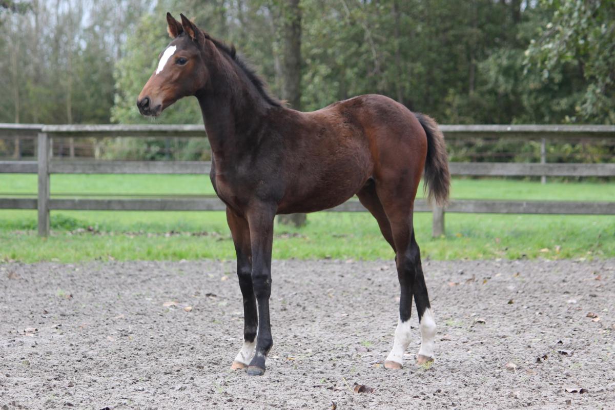 EXPECTED from Karlin v t'Vennehof 22/08 (Ideal de la Loge x Fantomas de ...