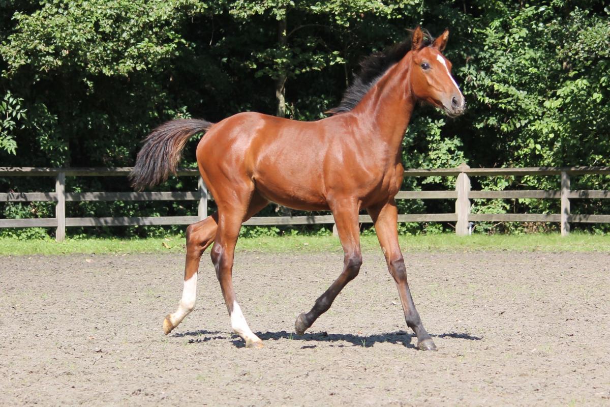 Viva Optima (Uricas vd Kattevennen x ) | Stal Optimus